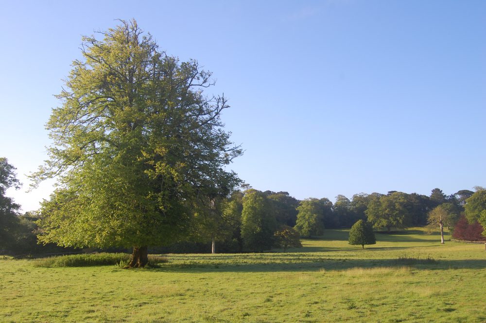 Watch: A history of Scorrier House by Ollie Williams (Cornwall Live)